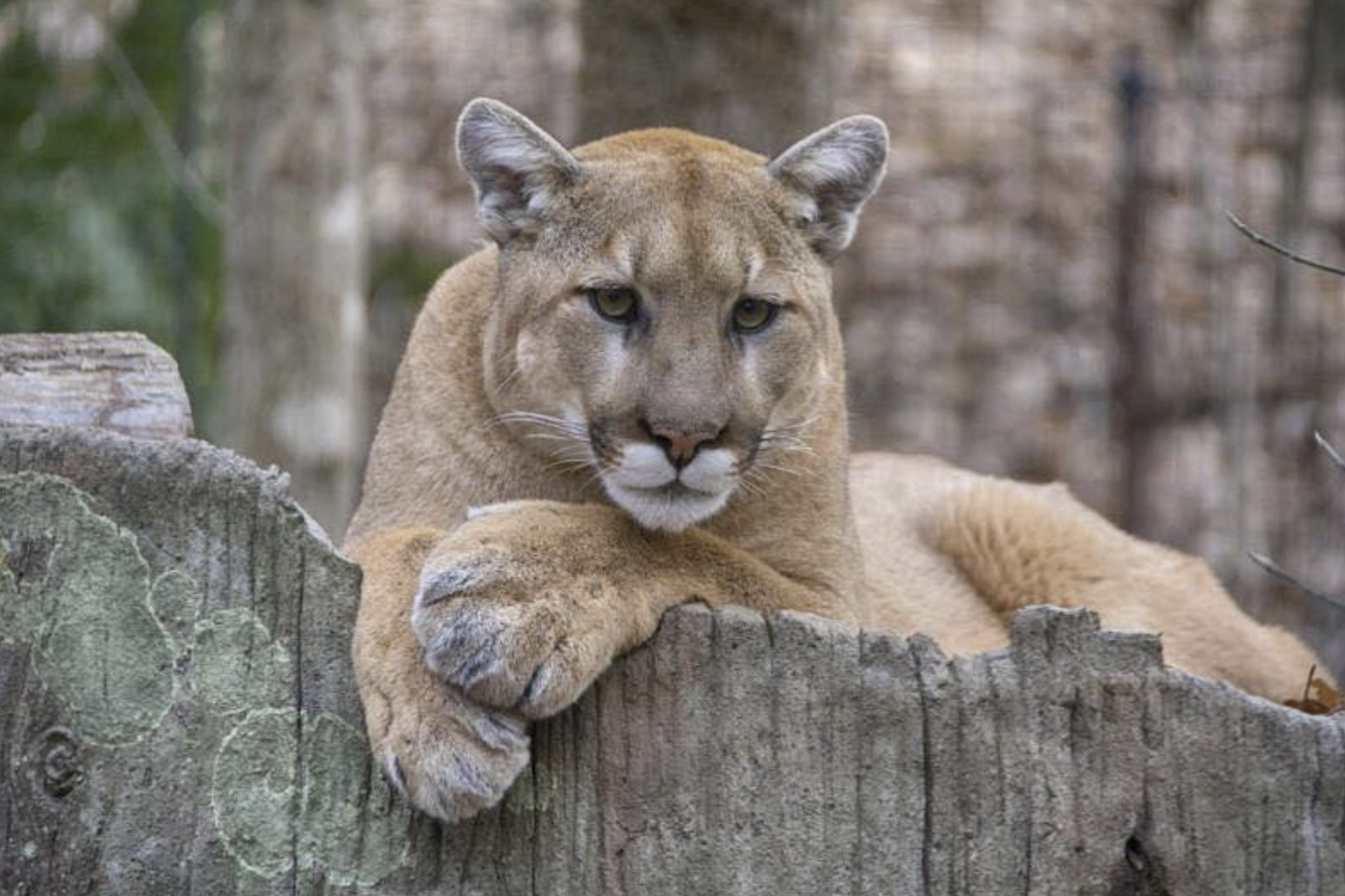 'Majestic' young mountain lion found in wealthy SF neighborhood