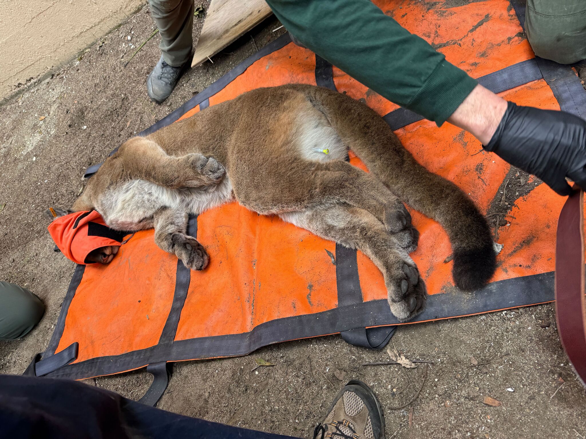 Mountain lion seen roaming the streets of San Francisco captured