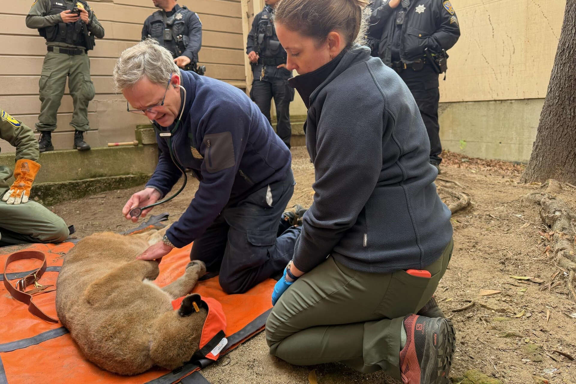 S.F. mountain lion tranquilized, will be released into wild