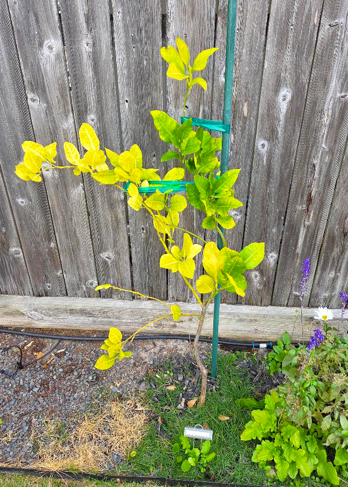 Citrus tree is struggling; Bermuda grass grows out of control