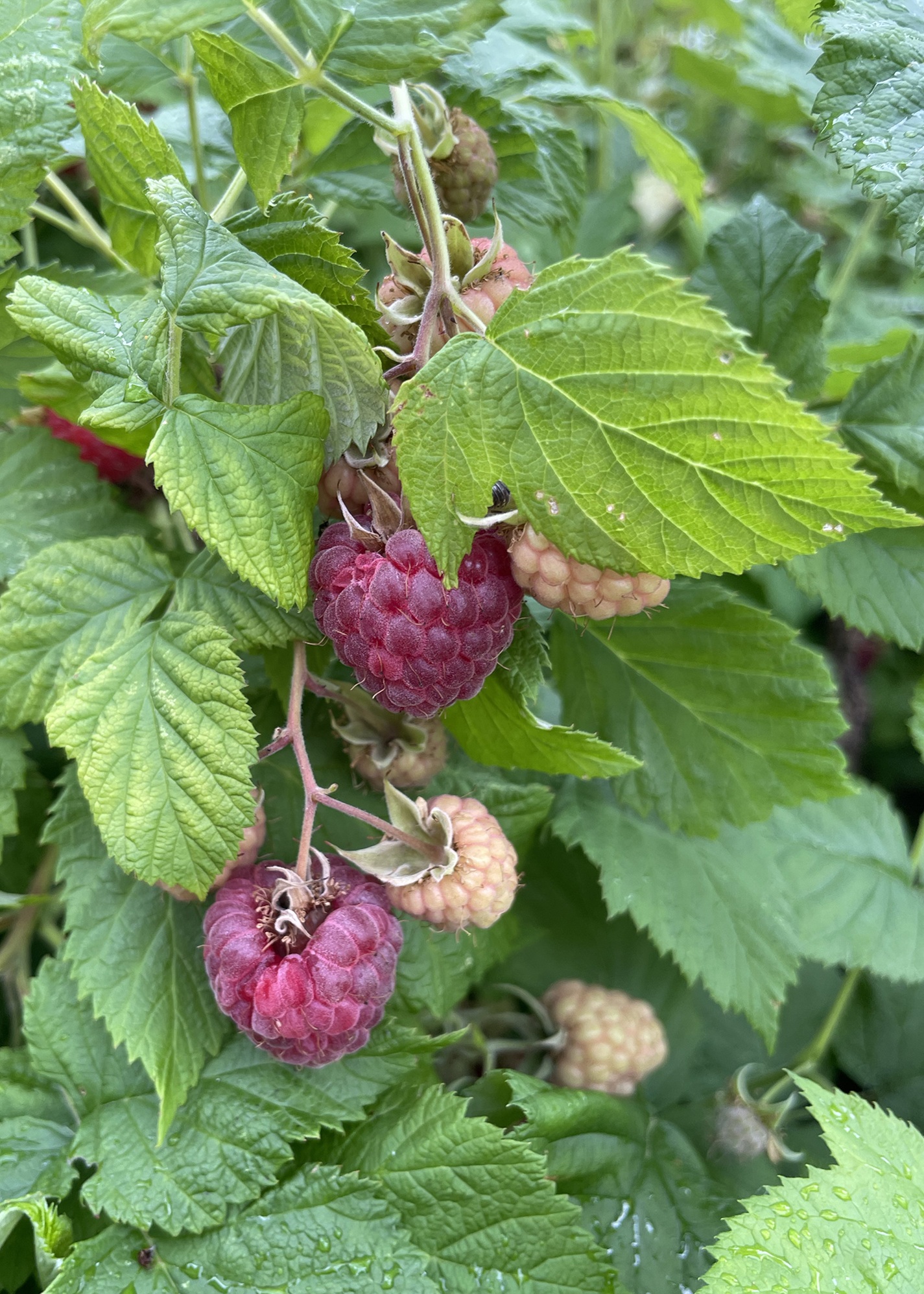 Boost raspberry harvest with proper pruning