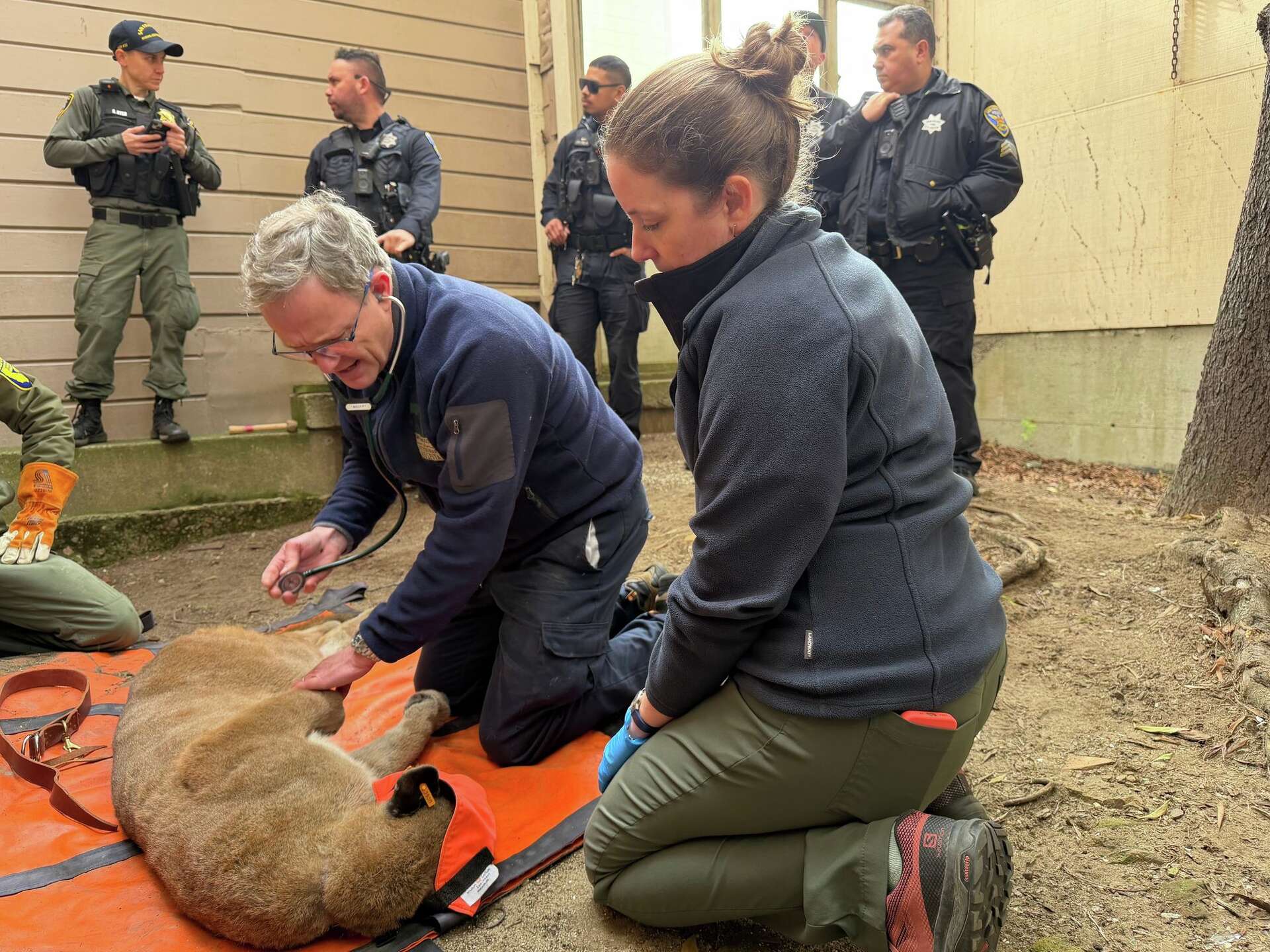 California mountain lions are now considered ‘threatened,’ but only in ...