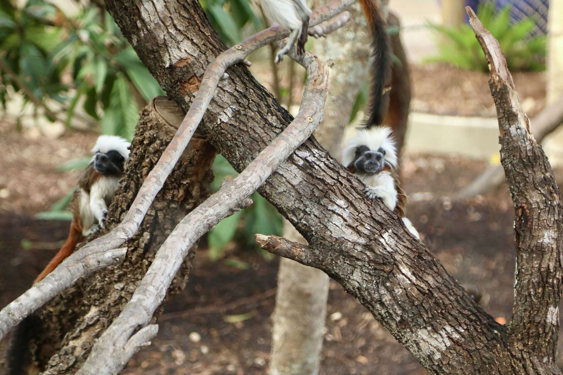 San Antonio Zoo shows off new cage-free home for tamarins