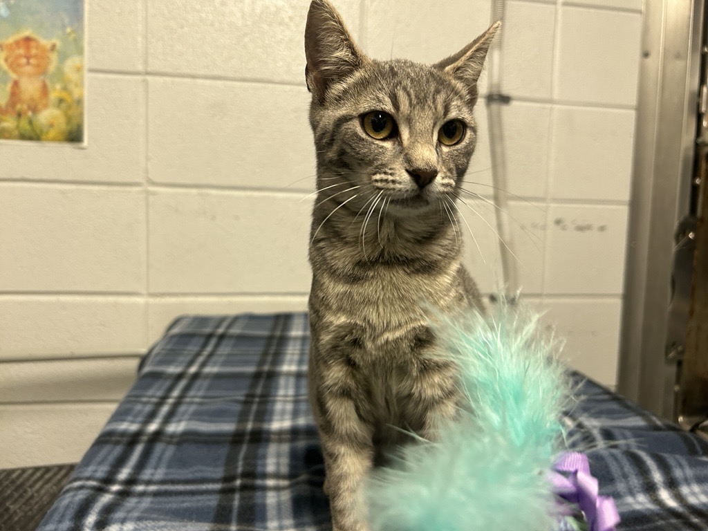 Davis scores 23 as James Madison takes down Troy 73-64