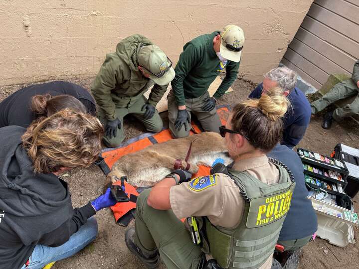 San Francisco mountain lion released into wild, bounds away: video