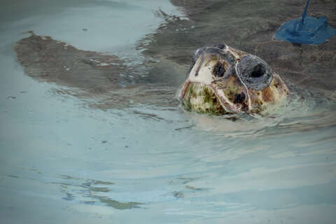 A sea turtle with 3 flippers swims free after Florida rehab, now ...
