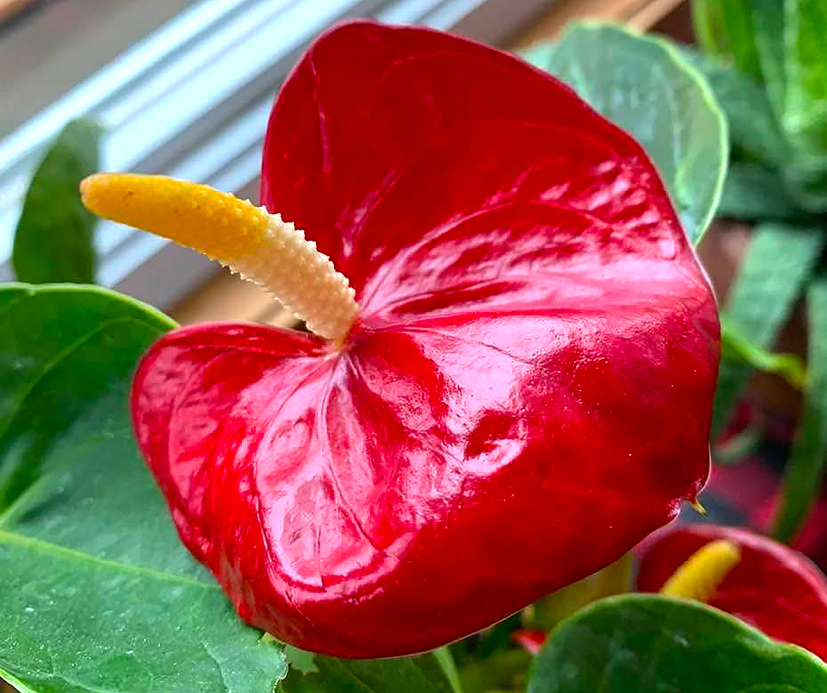 Winning numbers drawn in Friday’s Arkansas Natural State Jackpot