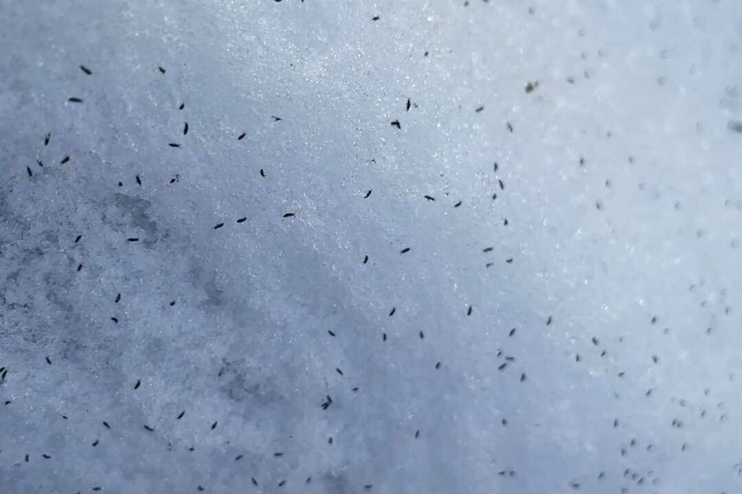 Snow fleas may show up in CT. Here's what to know about the bugs