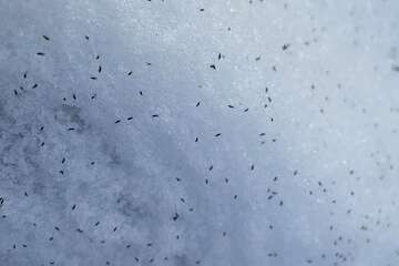 Snow fleas may show up in CT. Here's what to know about the bugs