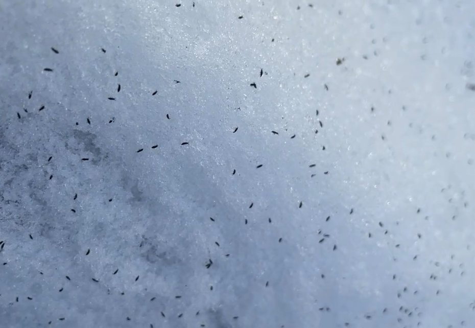 Snow fleas may show up in CT. Here's what to know about the bugs