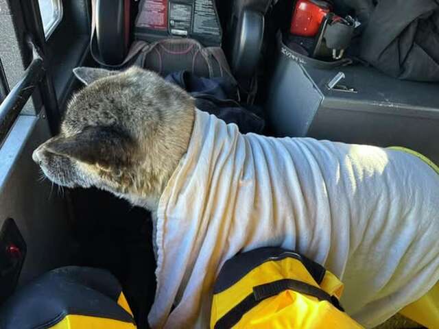 St. Louis firefighters save dog from icy water in viral video