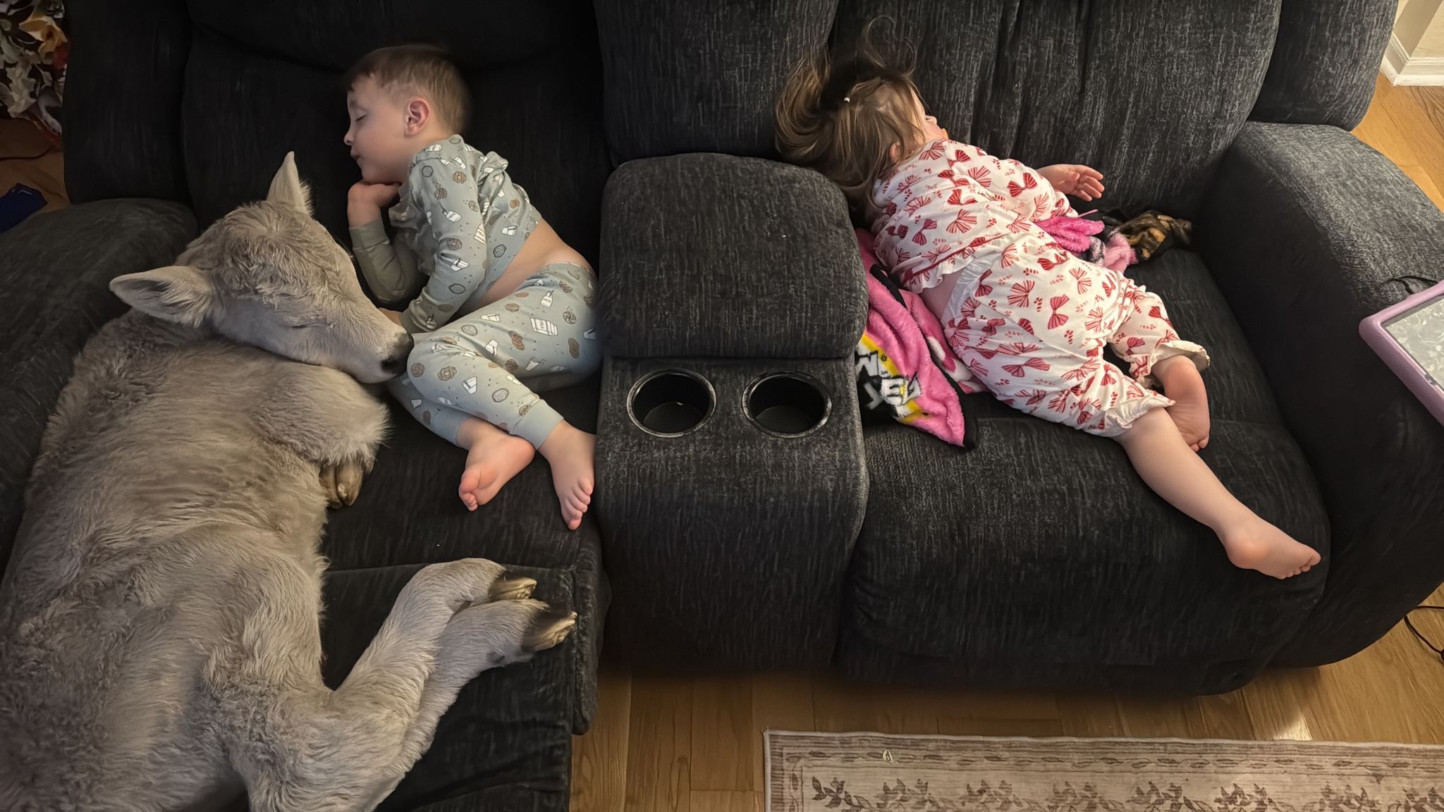 Family in Kentucky shelters struggling calf born amid extreme cold ...