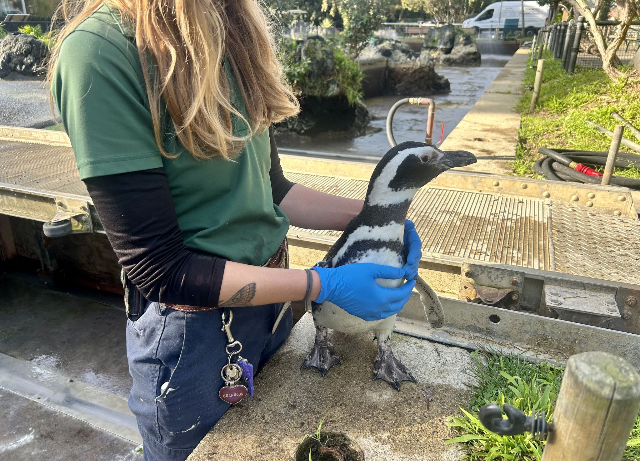SF: Zoo Penguins Receive Annual Health Check-Up