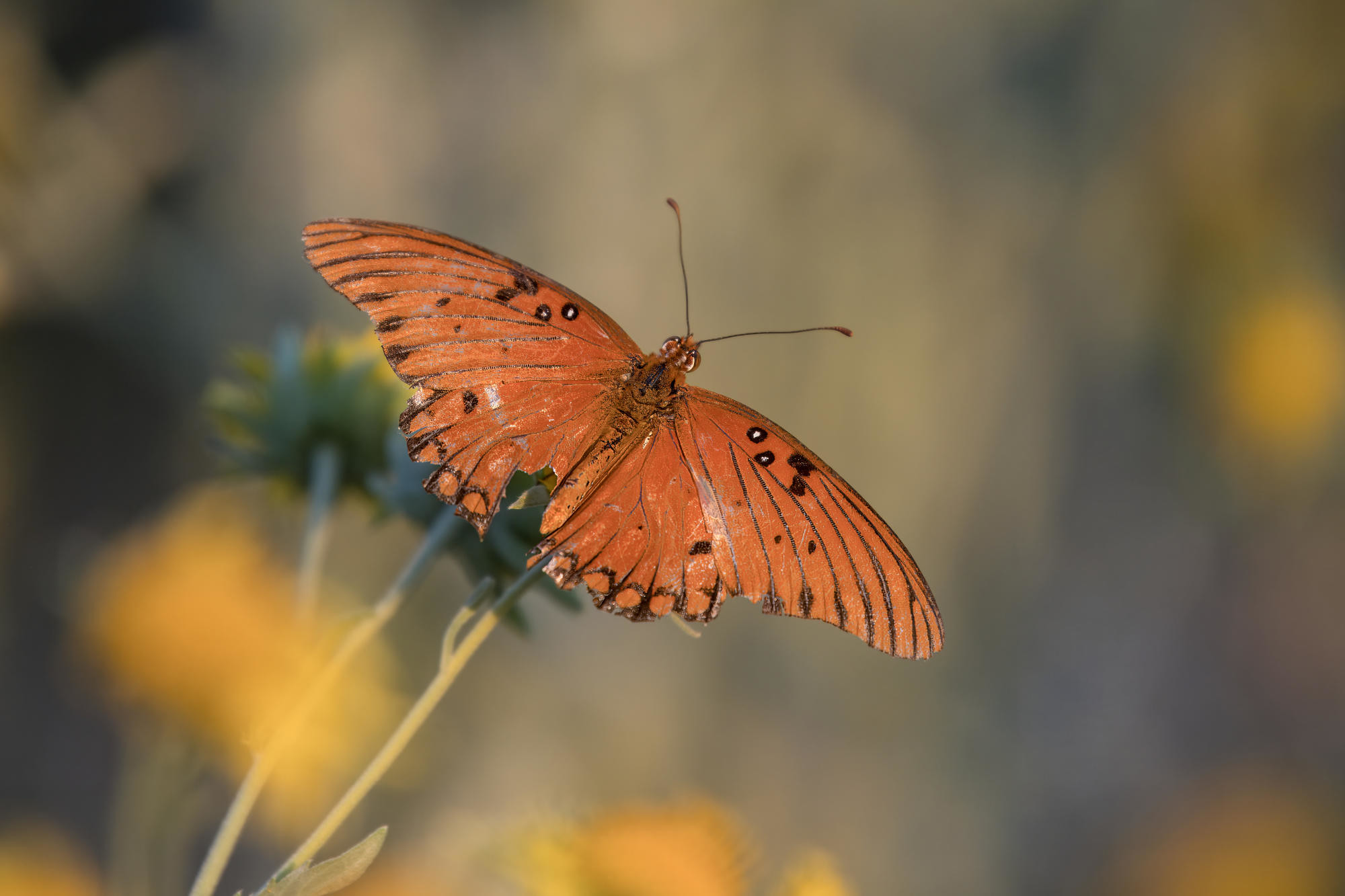 Laredo ISD 2026 plan aims to boost academics, cut costs