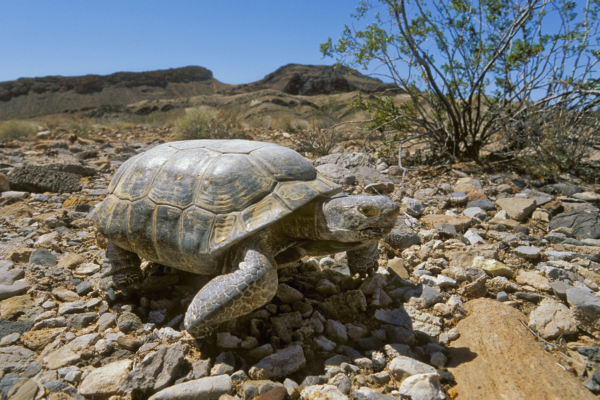 2,200 miles of Calif. dirt roads closed to protect desert tortoise
