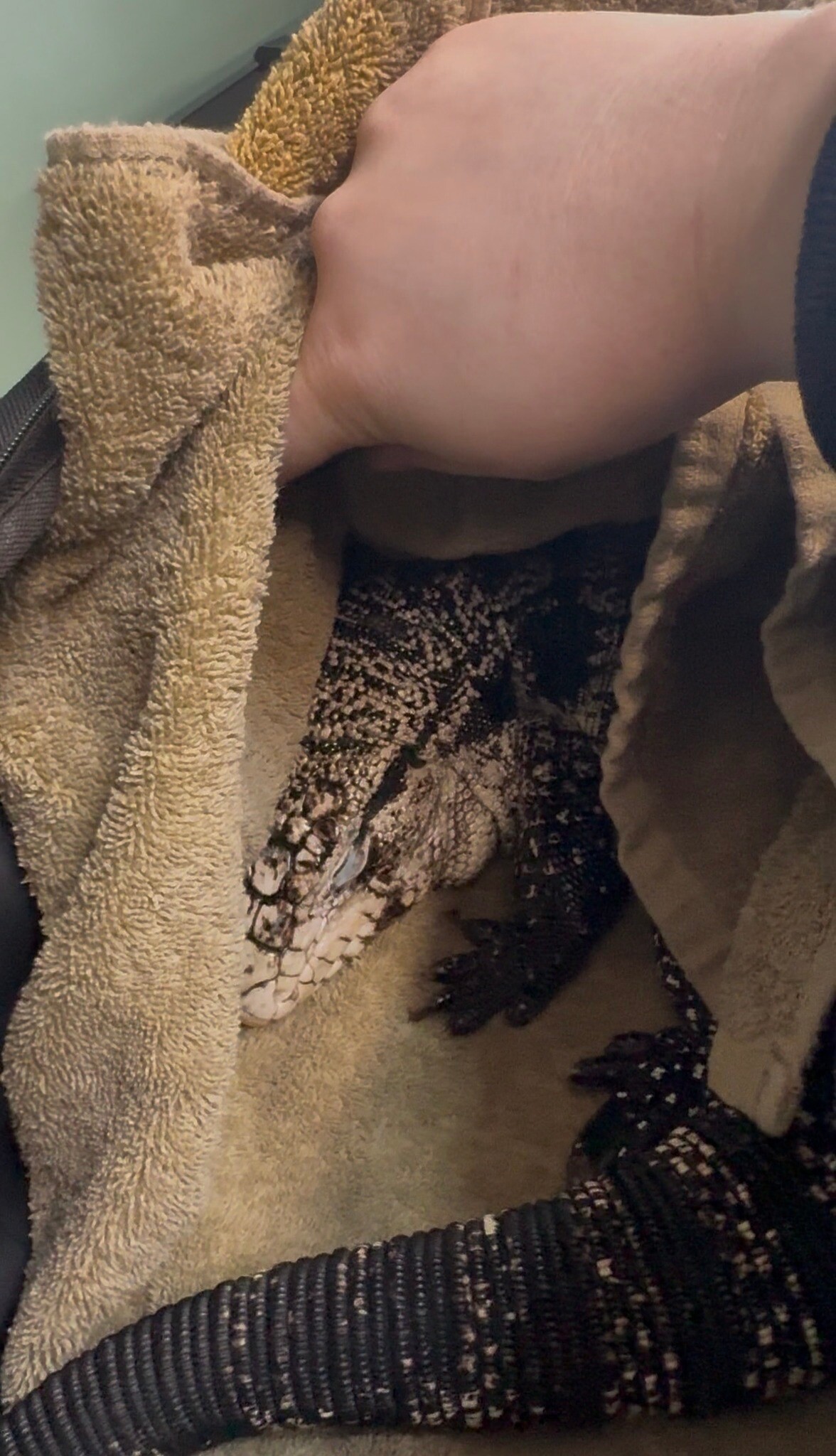 Freezing reptile dubbed 'Lizard in a blizzard' is rescued after being ...