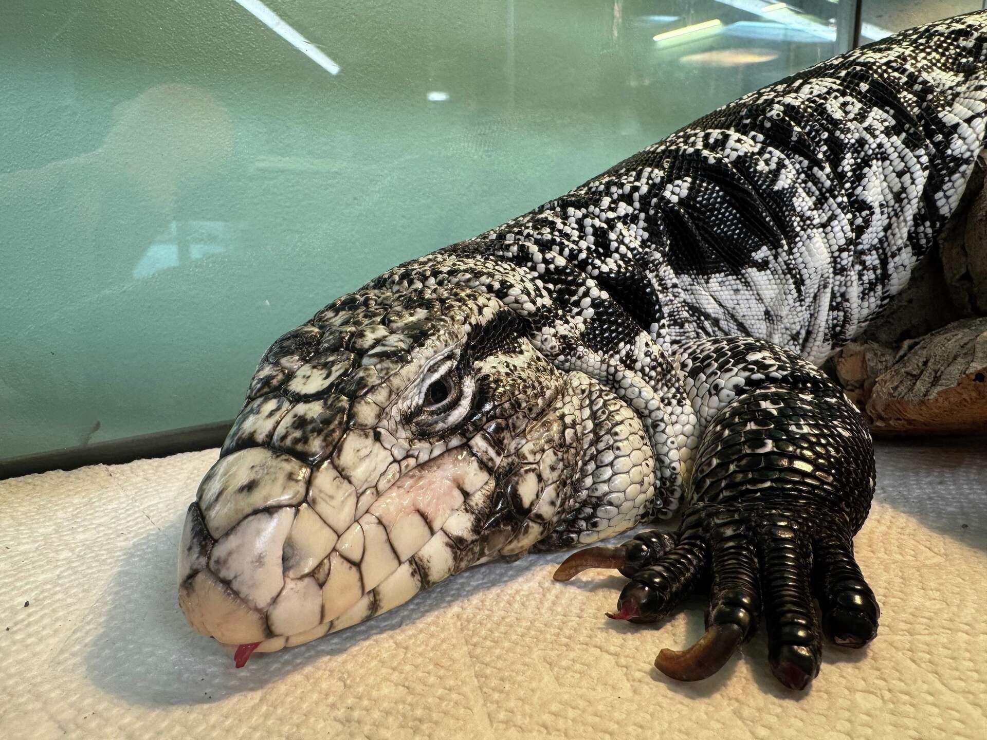 Lizard buried under 'nearly 20 inches of snow' rescued in New England