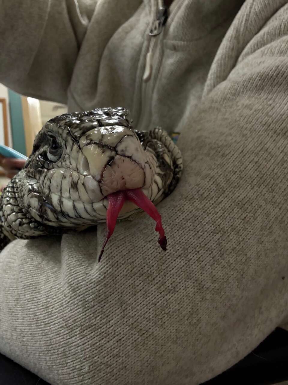 Lizard buried under 'nearly 20 inches of snow' rescued in New England