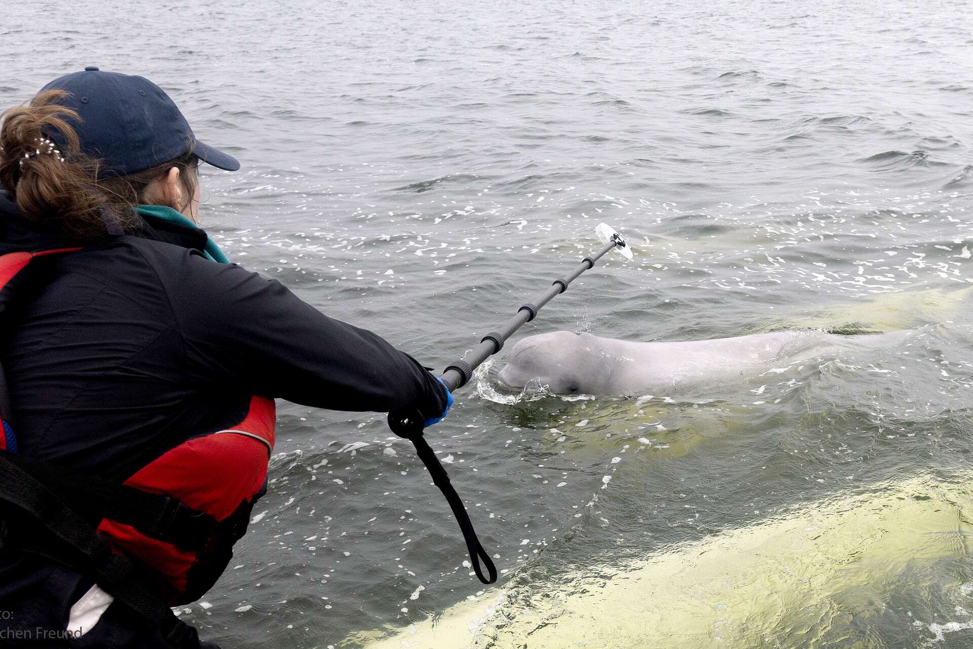 Mystic Aquarium turns to Canada to better understand beluga whales