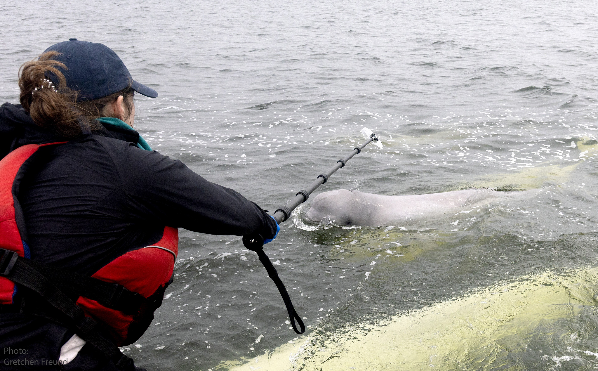 Mystic Aquarium turns to Canada to better understand beluga whales