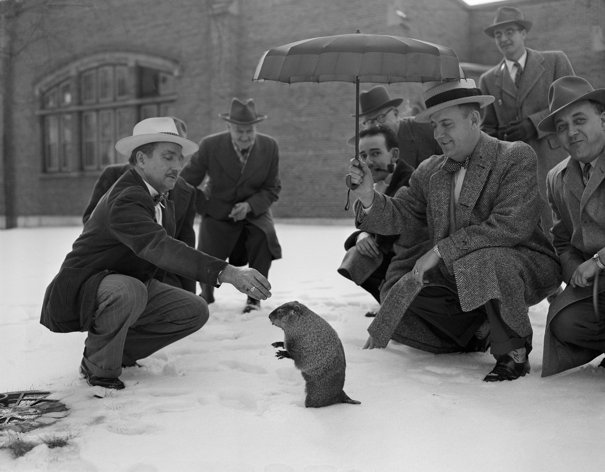 Punxsutawney Phil prepares to issue his Groundhog Day weather verdict ...