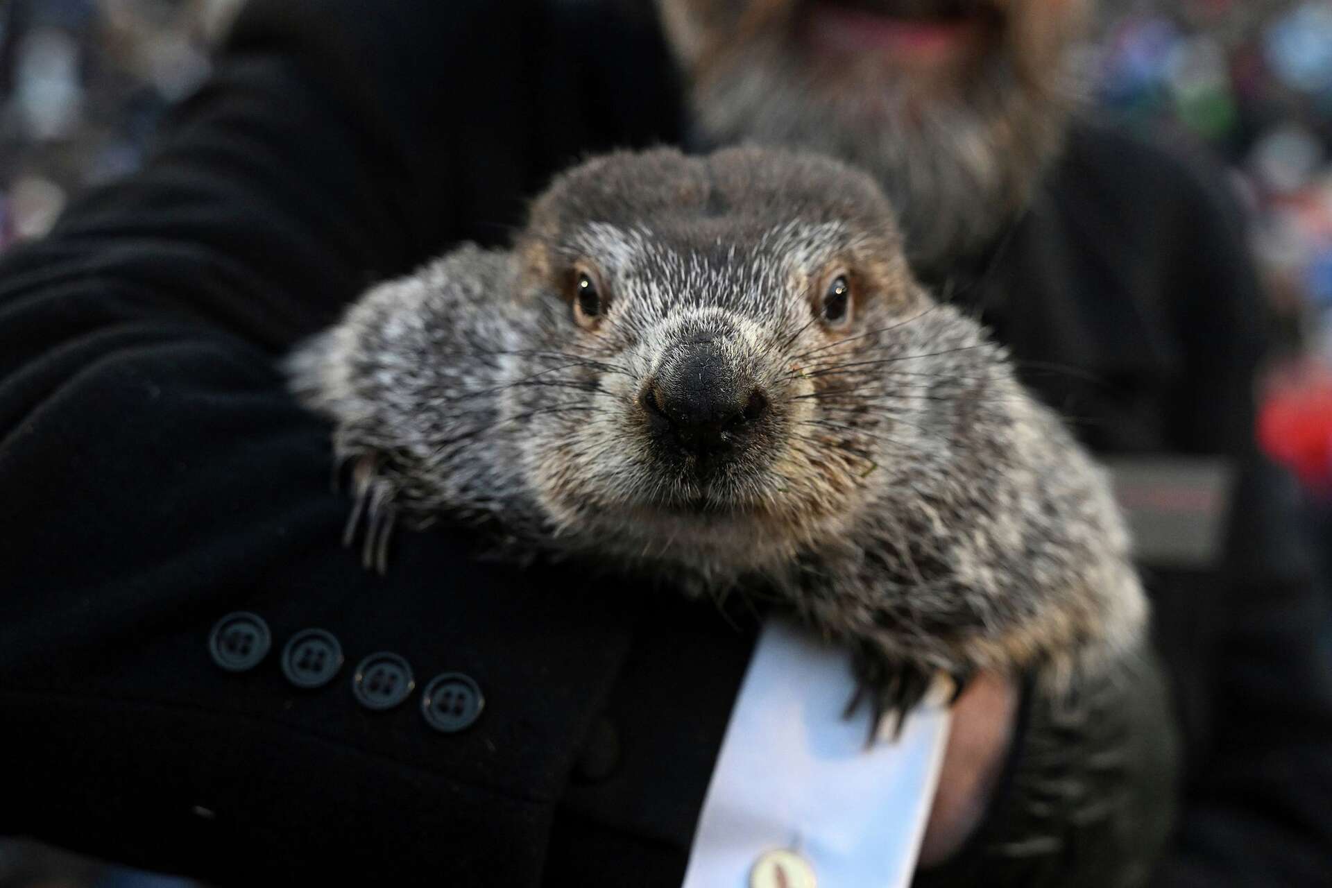 What to know about Groundhog Day traditions and Punxsutawney Phil