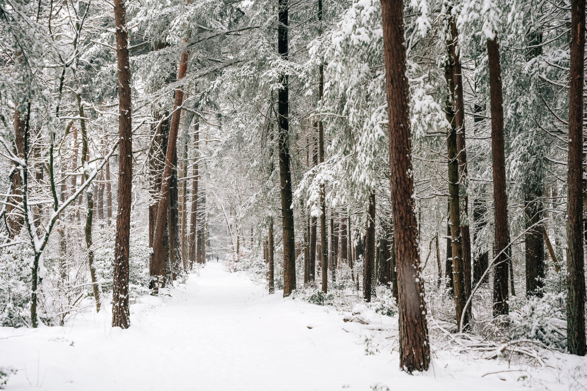 Exploding trees? A closer look at frost cracking