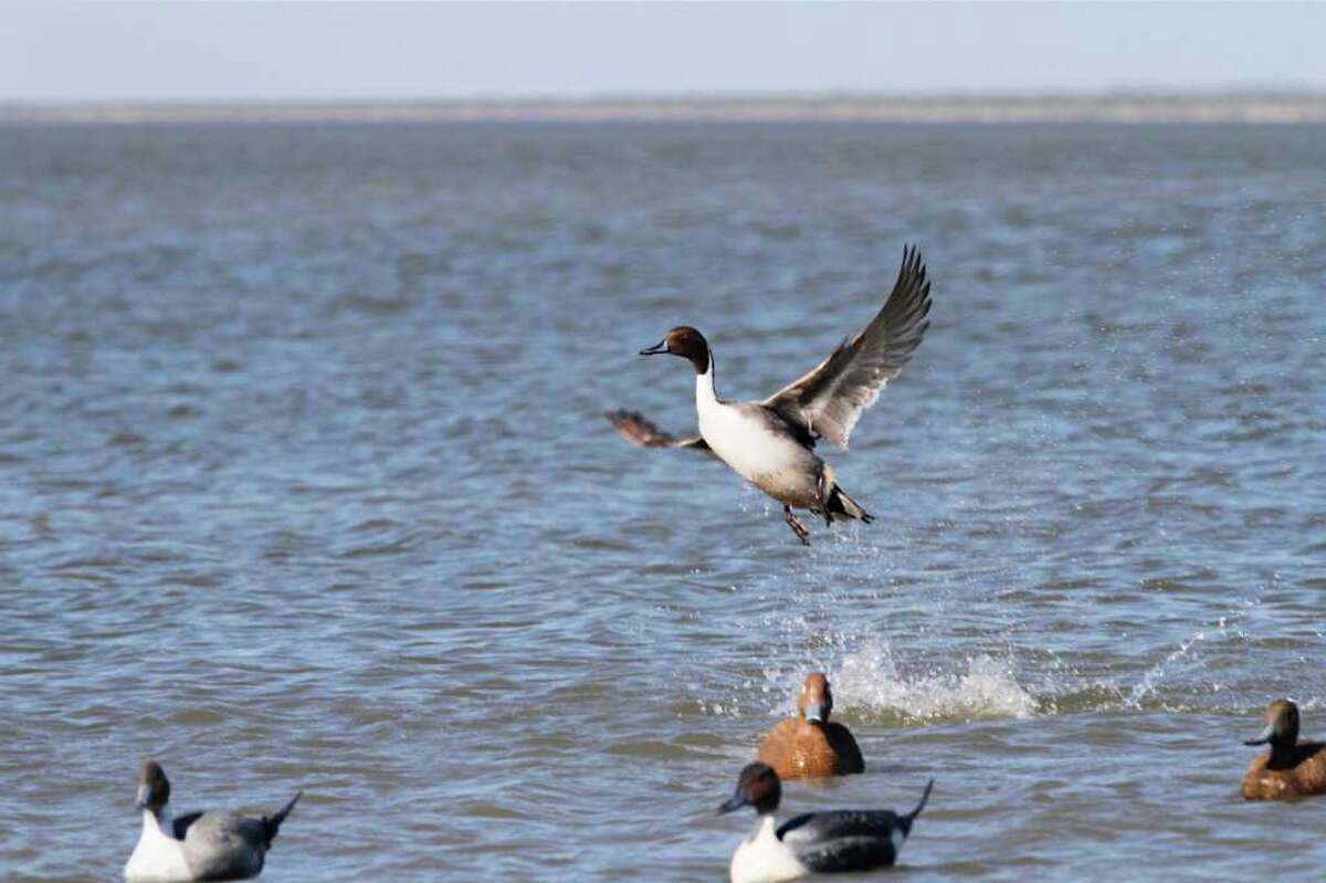 Two seemingly dissimilar ducks share a behavior that makes them the ...