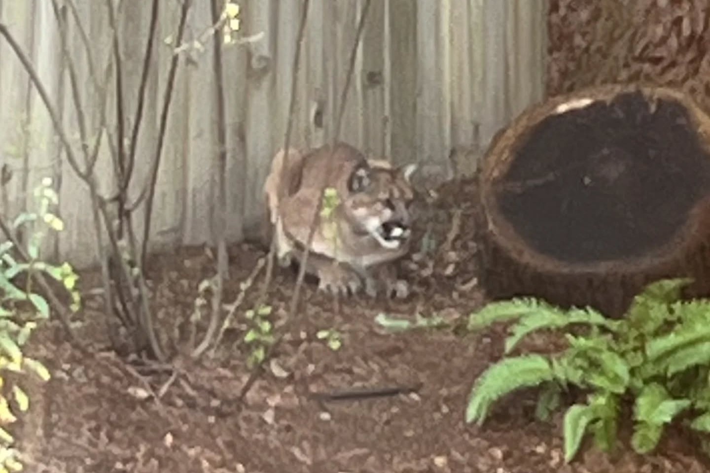 Leaked videos show prison guards pepper-sprayed incarcerated women
