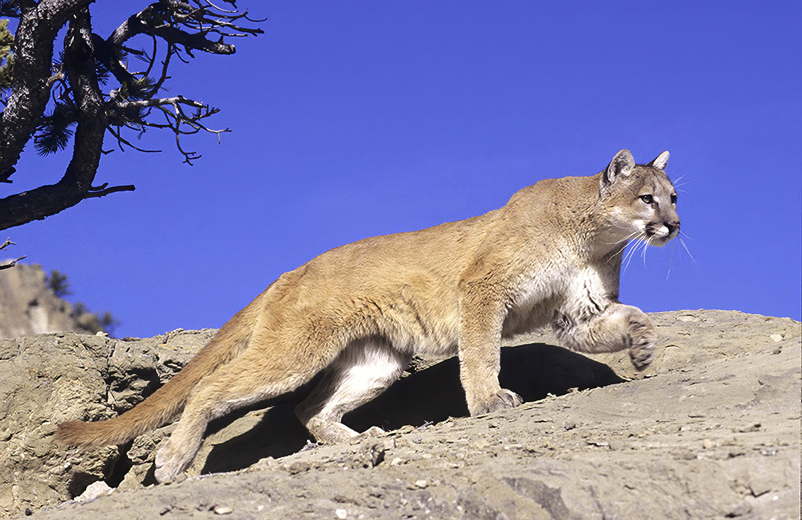 Palo Alto: Mountain Lion Seen On North Hampton Drive