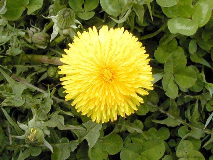 Can plants and animals predict the weather? What science says
