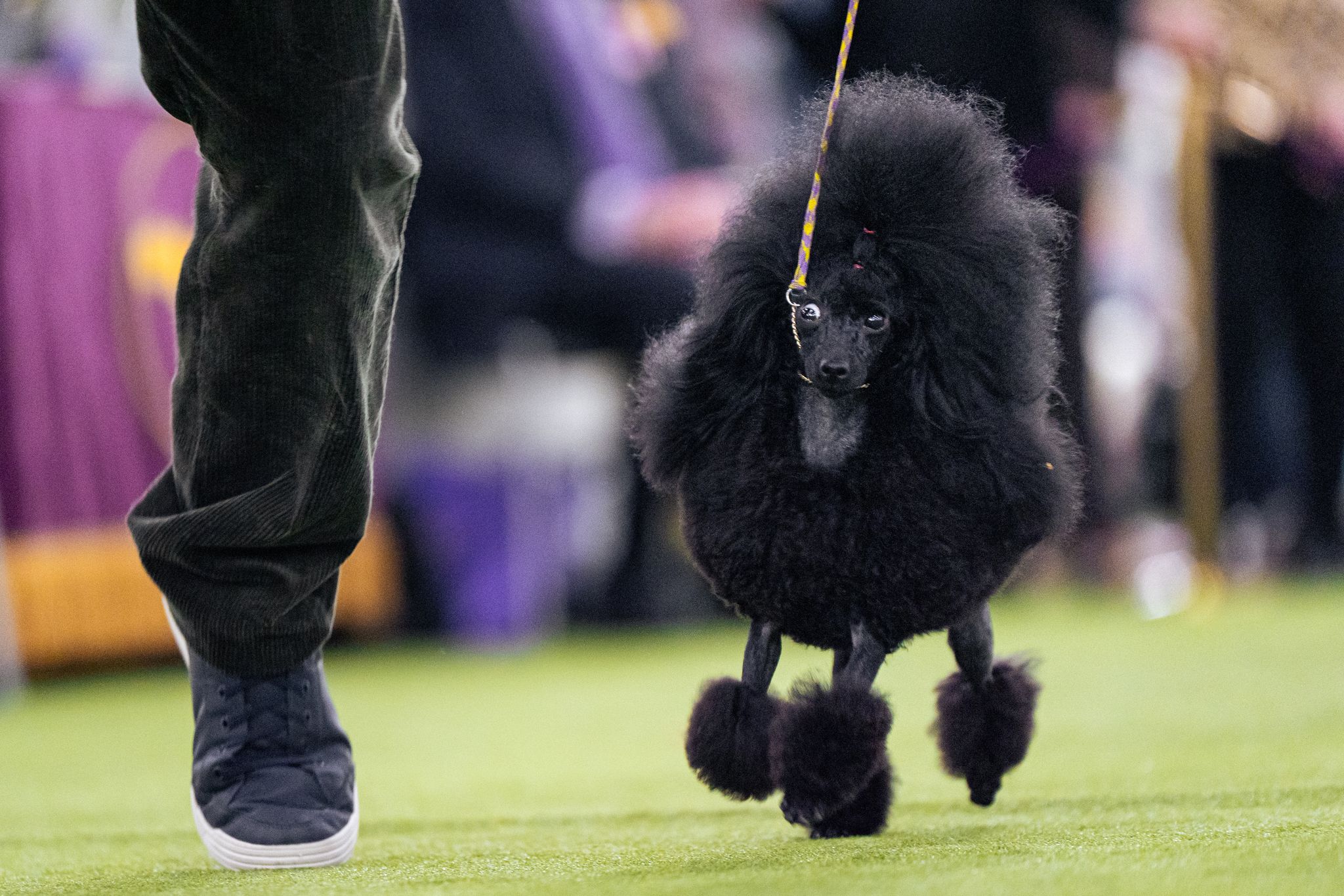 Couples at the Westminster show bond over dogs, and each other