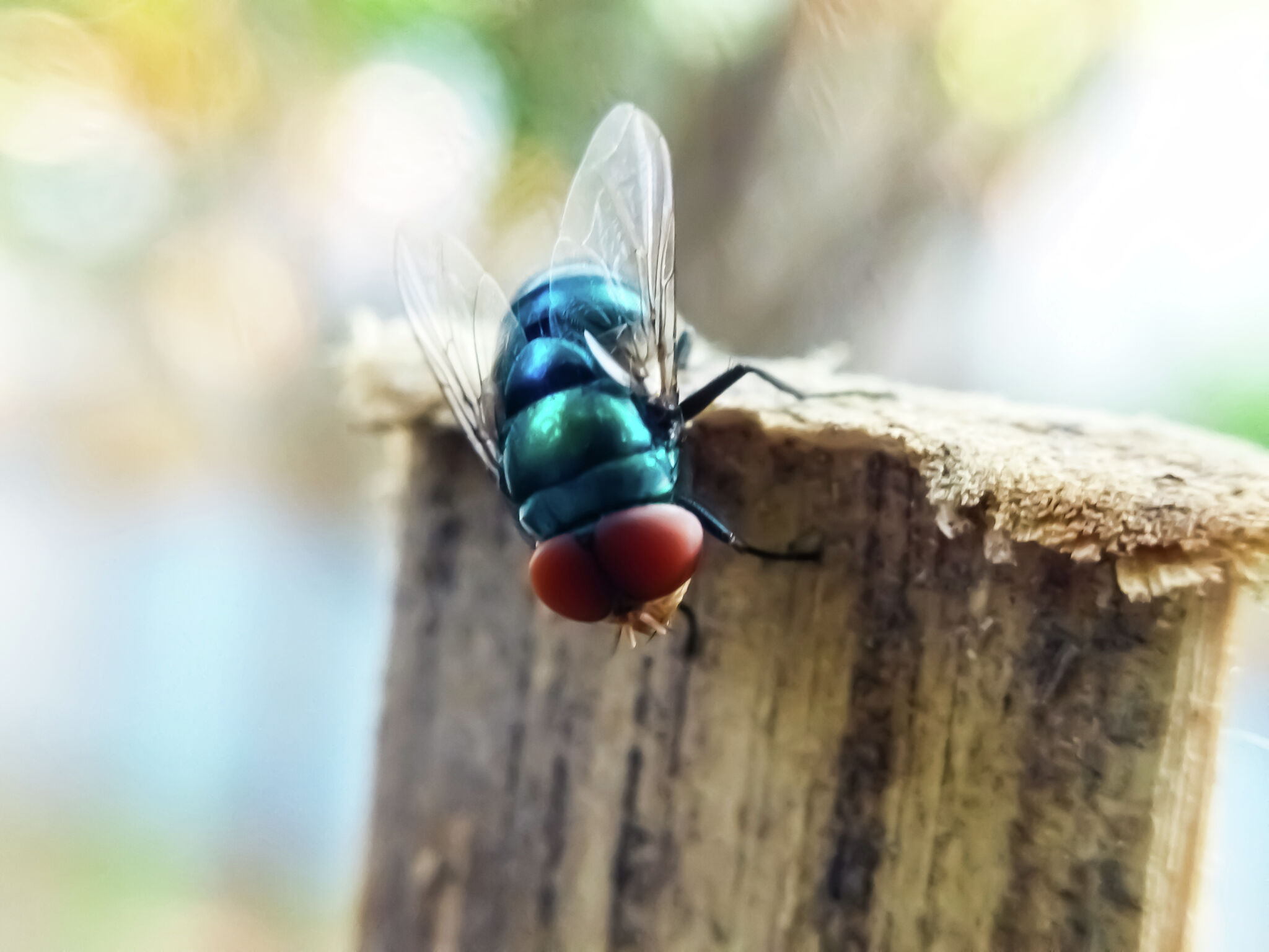 Olympic president declines to add pressure on LA Games chair Wasserman ...