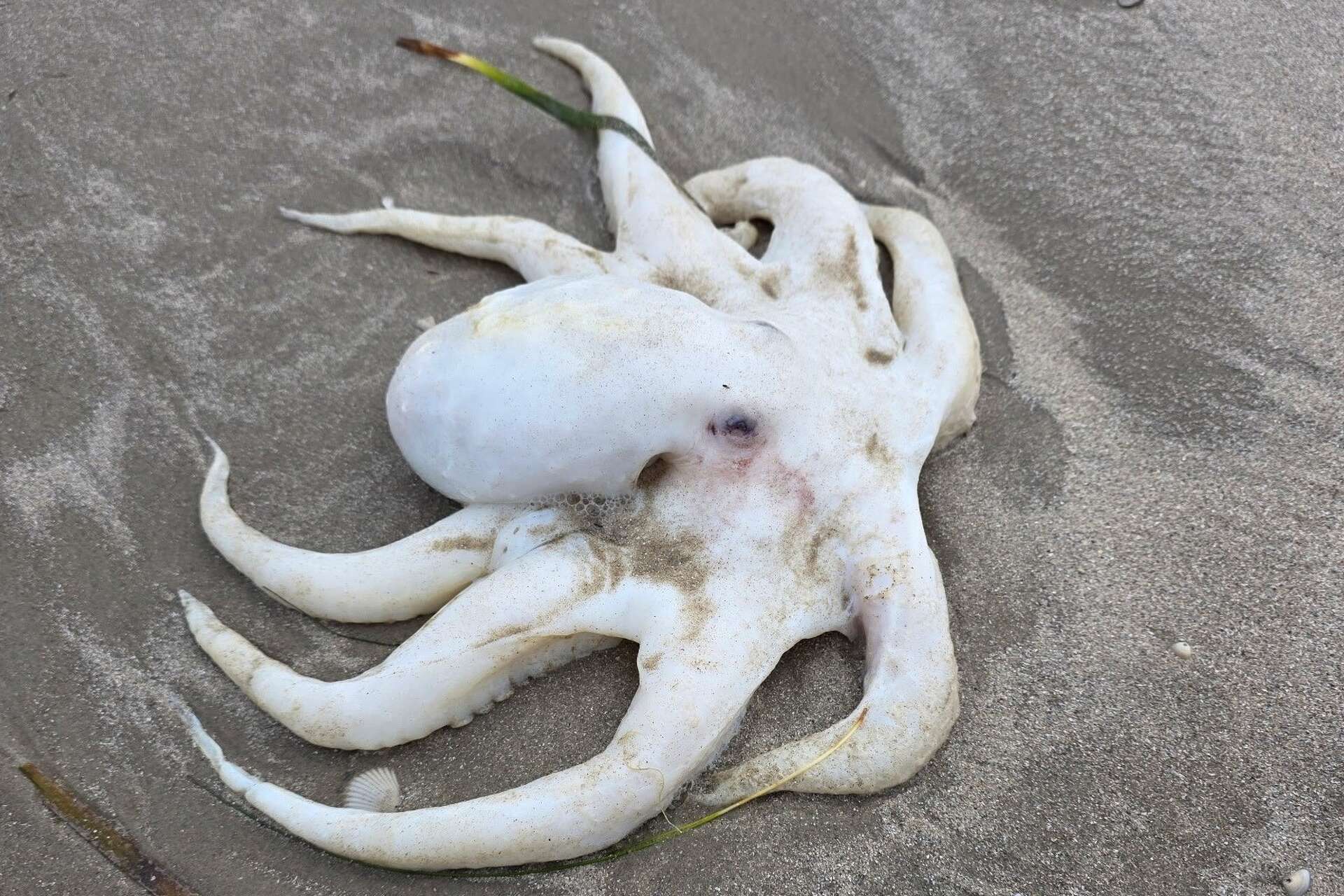 Cold snap causes rare octopus strandings on the Texas coast