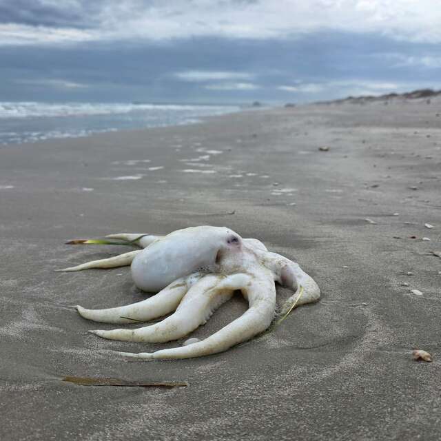 Cold snap causes rare octopus strandings on the Texas coast