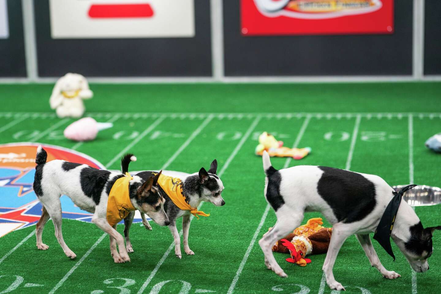 Not just pups this time: 'Puppy Bowl' embraces older dogs