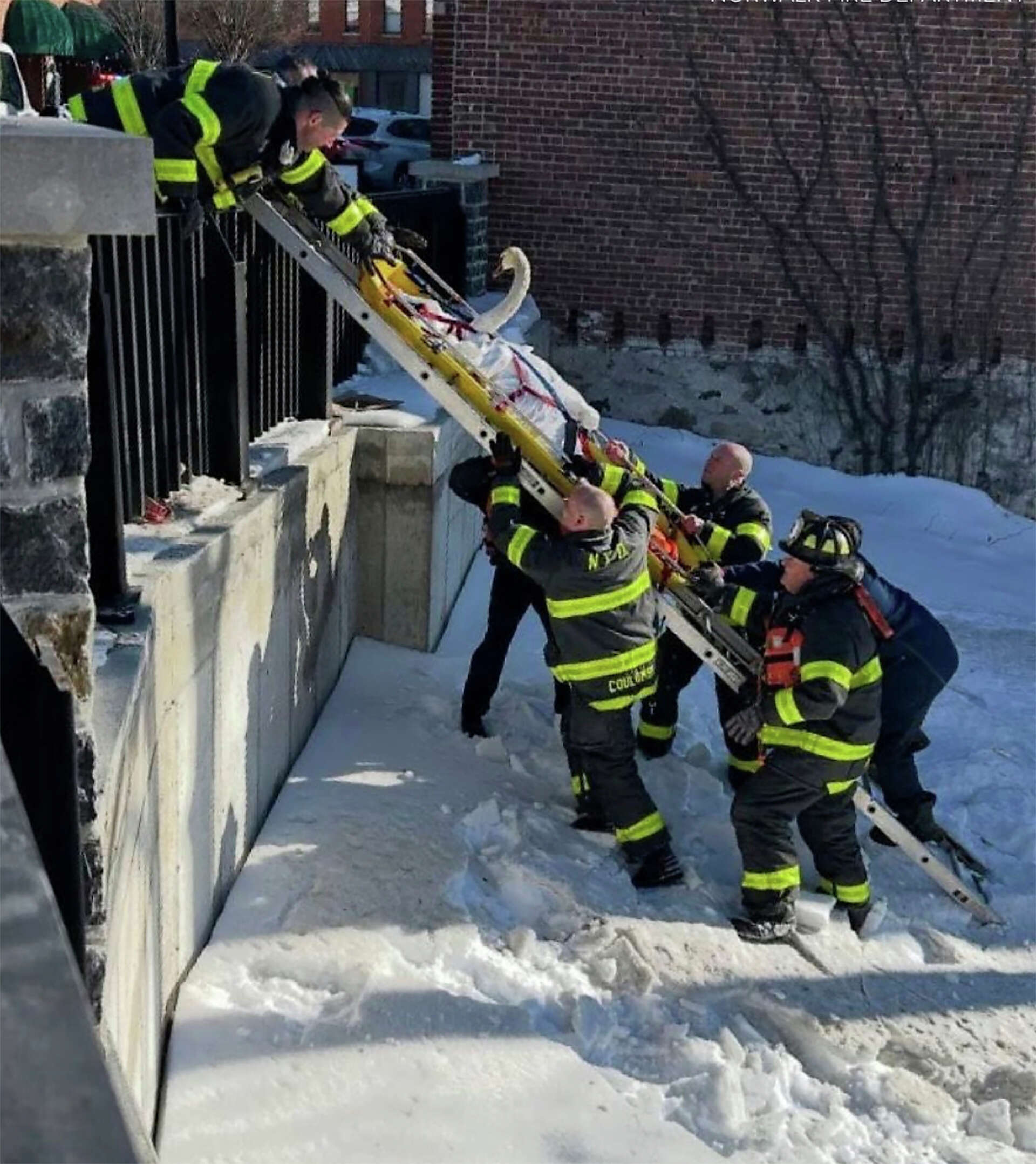 Firefighters rescue swan stuck in frozen Connecticut river