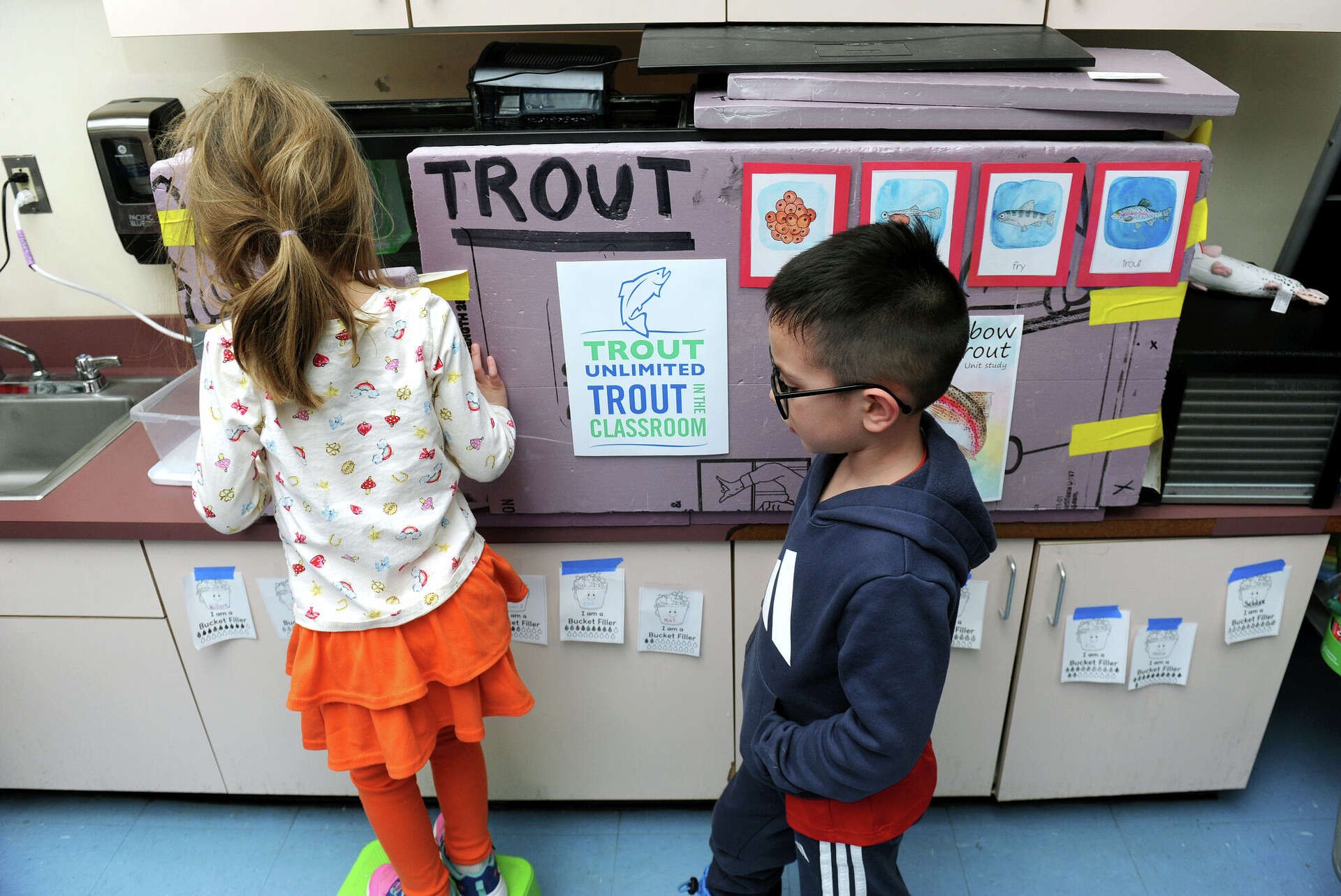 Students in Greenwich's Cos Cob School raise trout in classroom