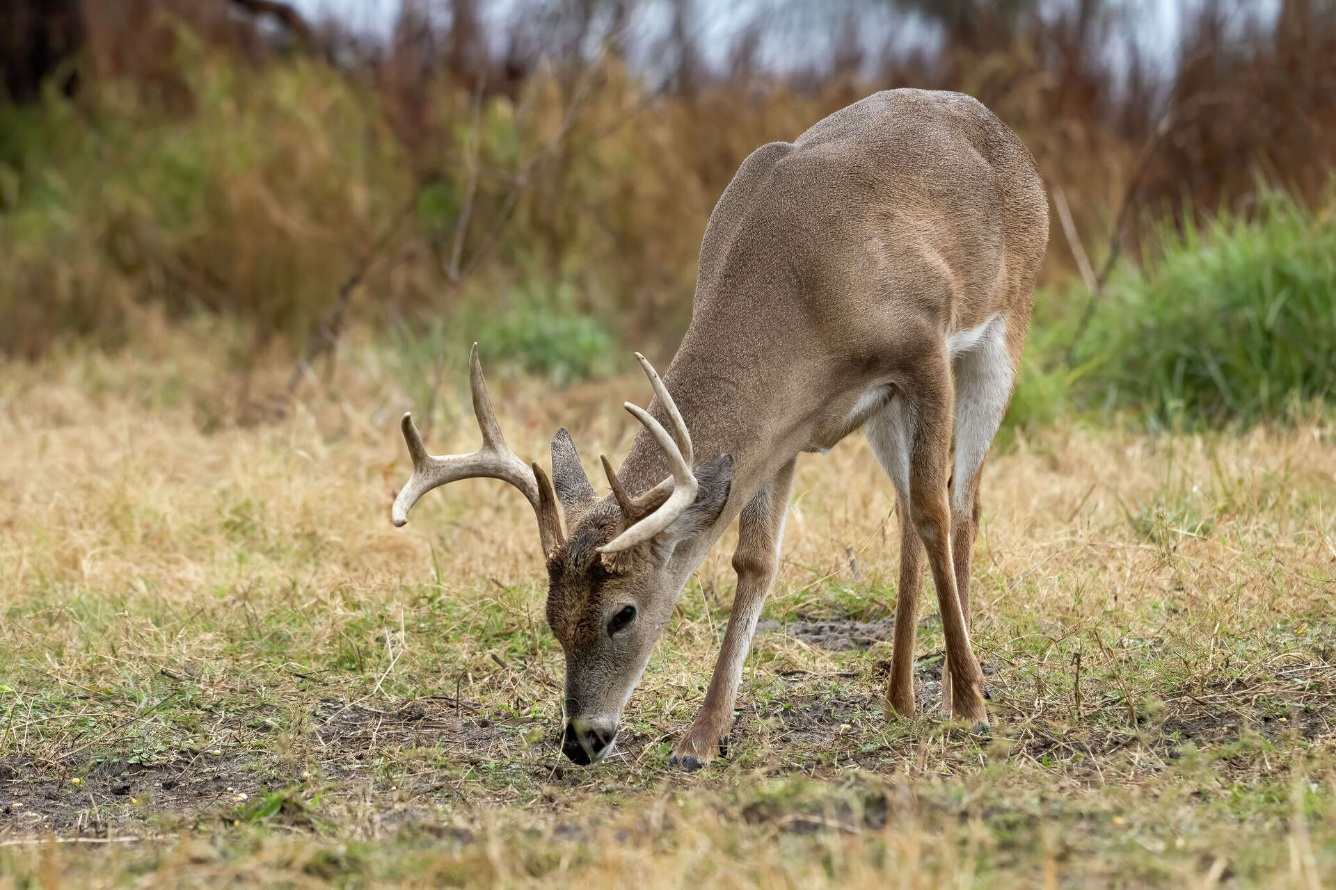 Michigan House passes bill to bring back deer baiting in Michigan
