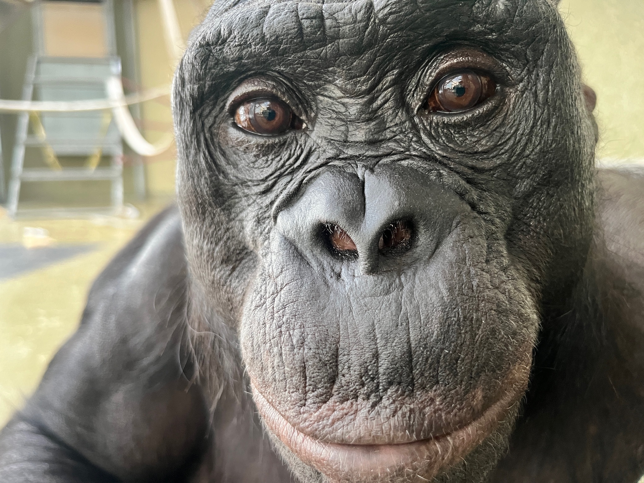 Can apes play pretend? Scientists use an imaginary tea party to find out