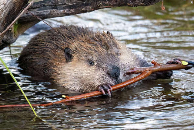 This Austin wildlife sighting has people doing a double take