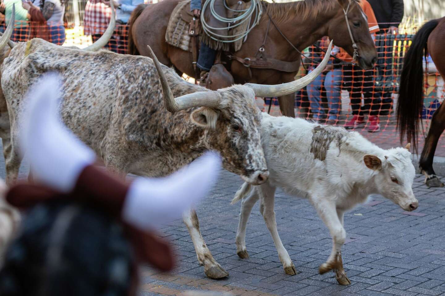 Cattle stroll through downtown S.A. marking start of rodeo
