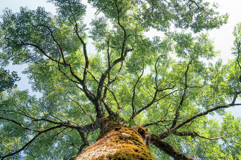 The Genius of Trees review explores how trees shape life