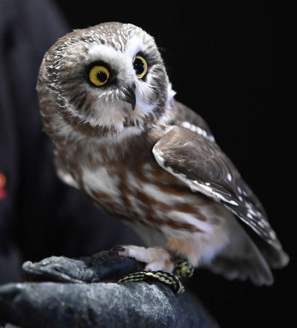 The owls of Superb Owl Sunday in Albany