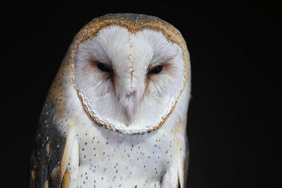 The owls of Superb Owl Sunday in Albany