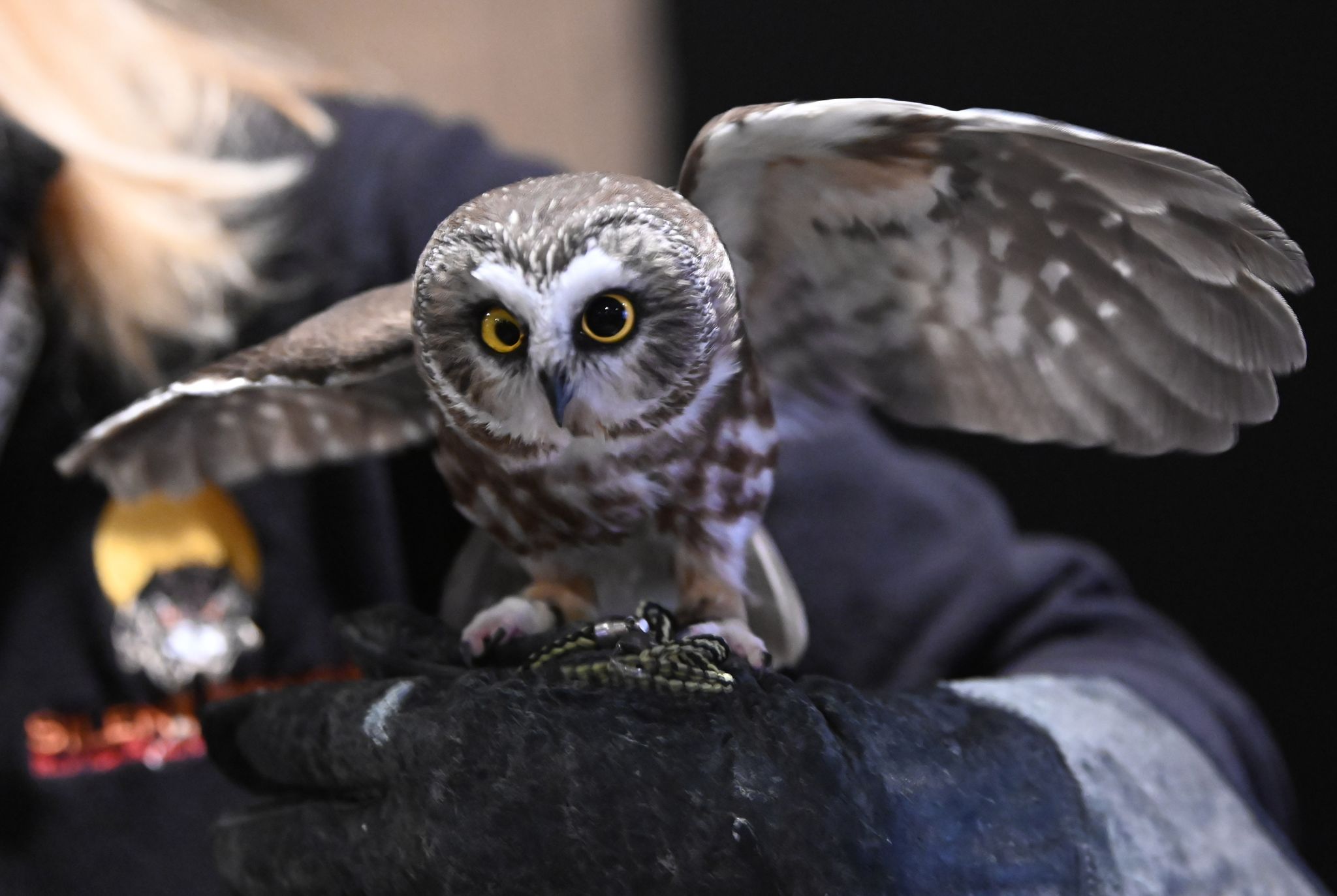 The owls of Superb Owl Sunday in Albany