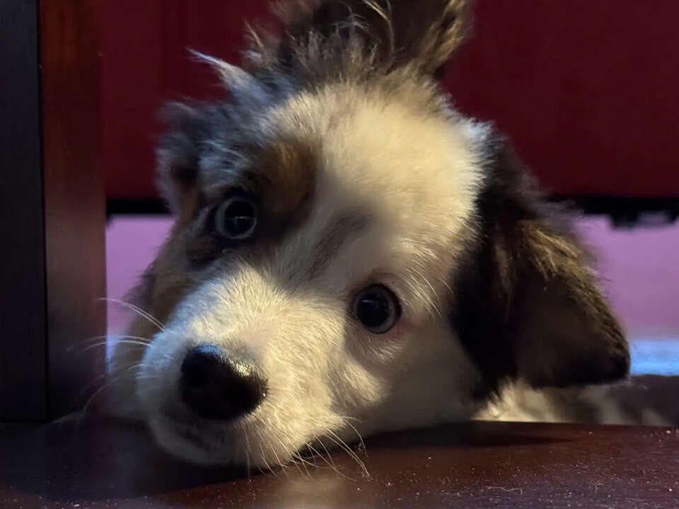 Teigan, viral Connecticut 'Puppy Bowl' competitor, died after taping