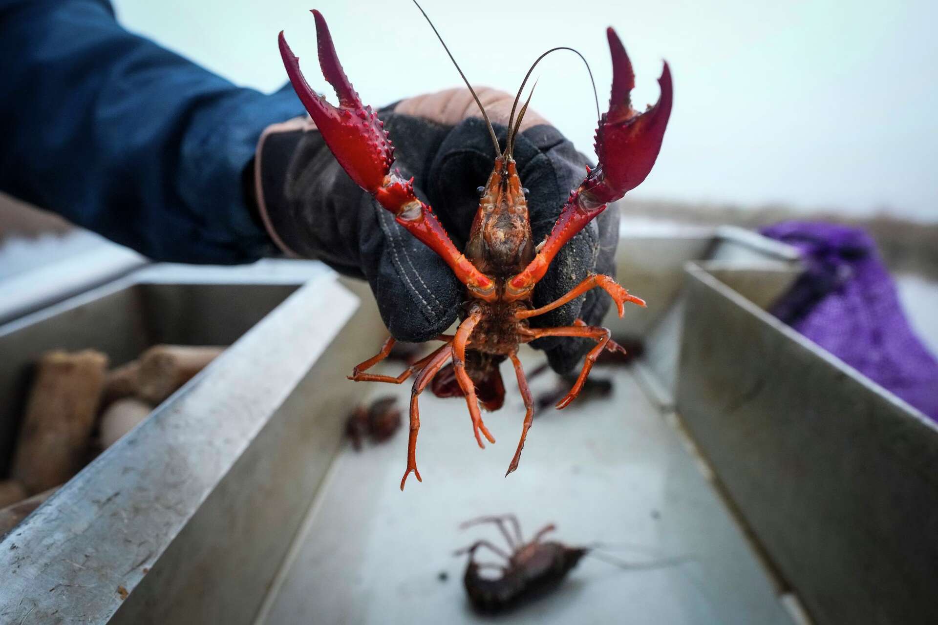Houston crawfish season: Here's how weather can affect your next boil