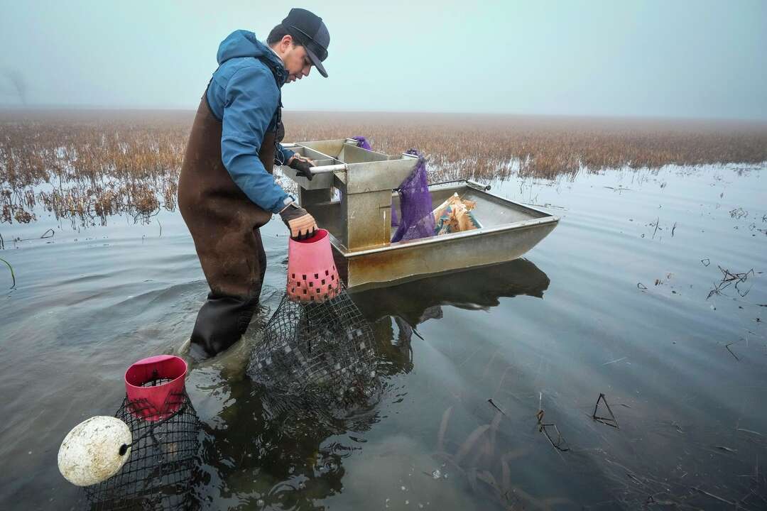 How Texas crawfish farming supports rice farmers and Houston boils