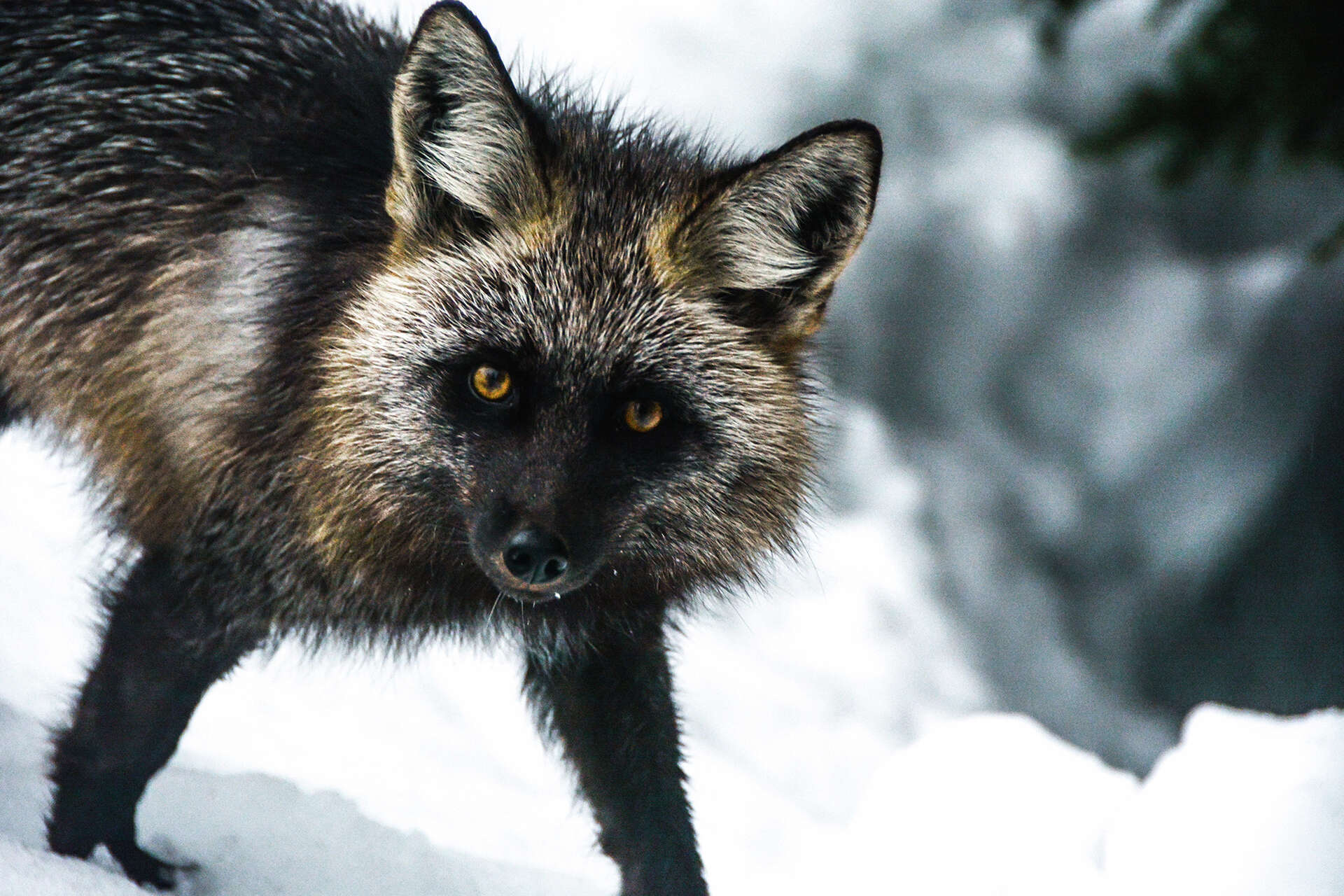 Only 50 of these canines are left. Calif. scientists just caught one.